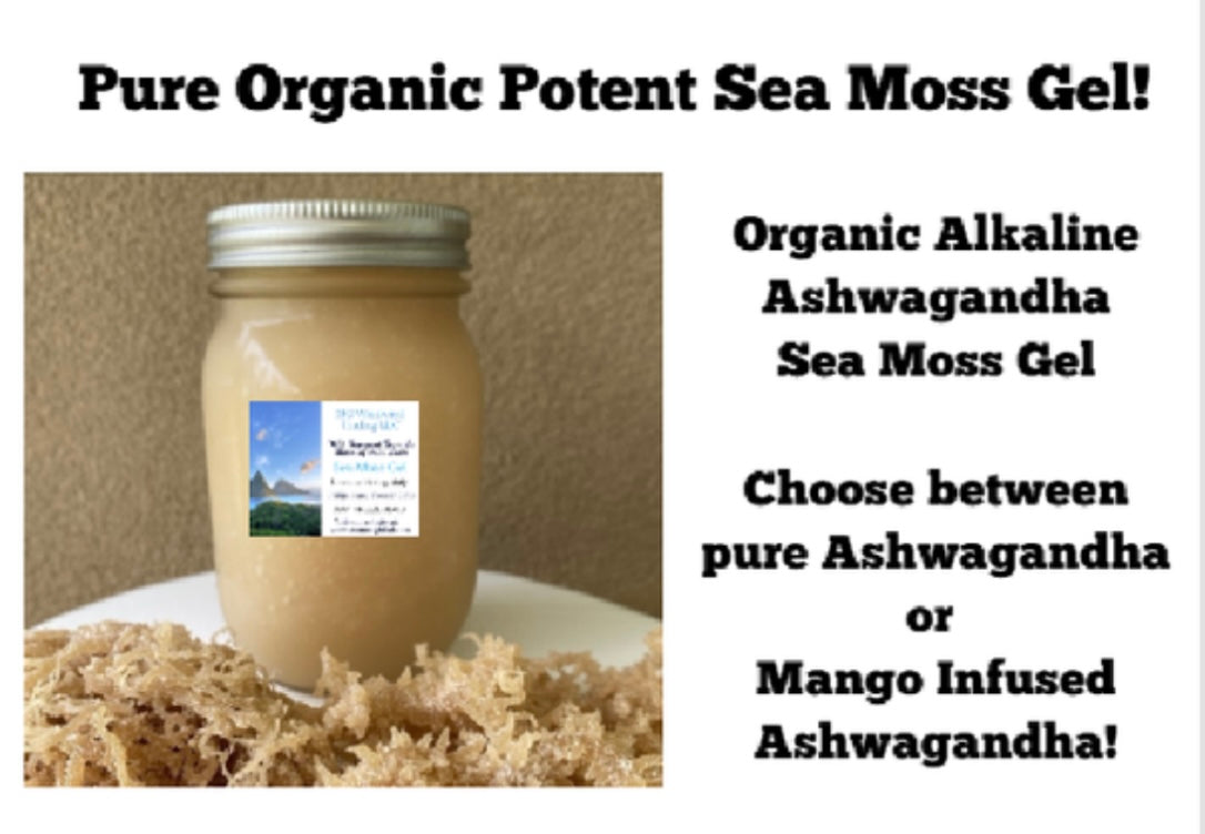 Ashwagandha Infused Organic Sea Moss Gel – MG Windward Trading LLC